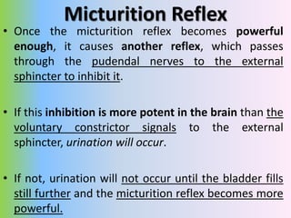 Micturition | PPTX