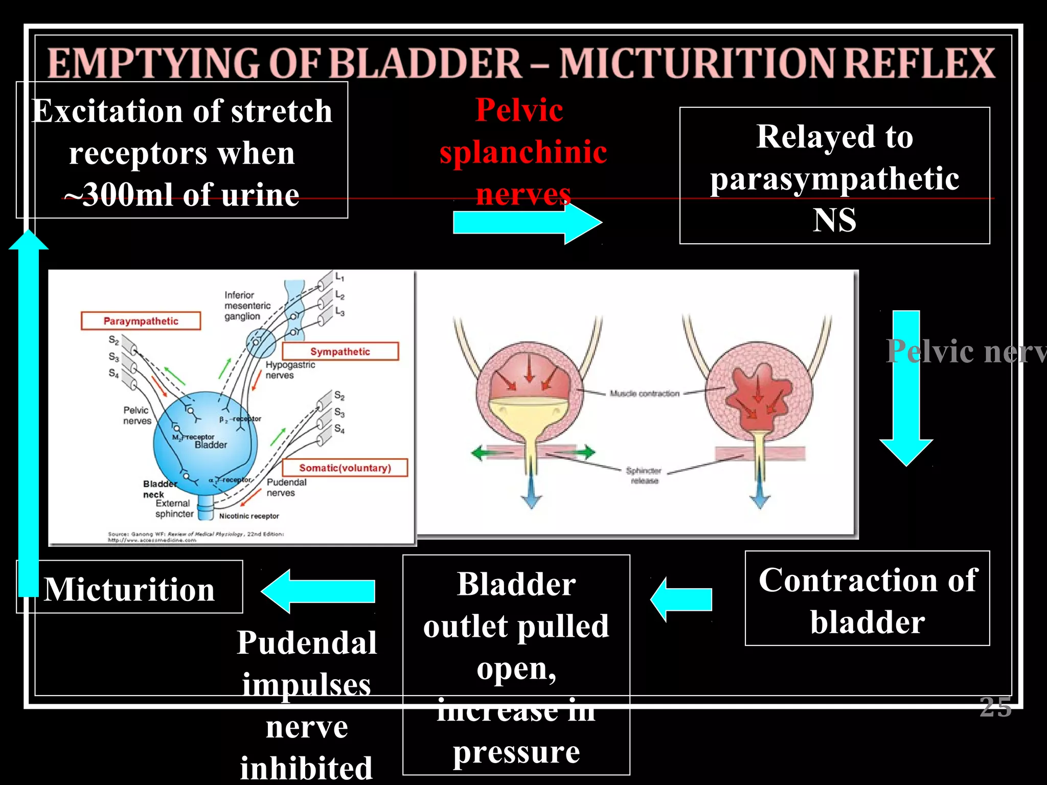 MICTURITION | PPT