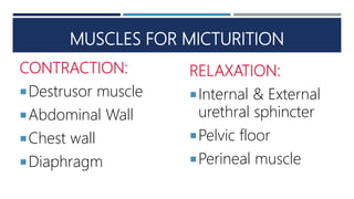Micturition | PPTX