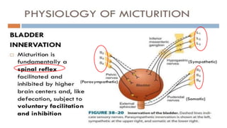 Micturition | PPT