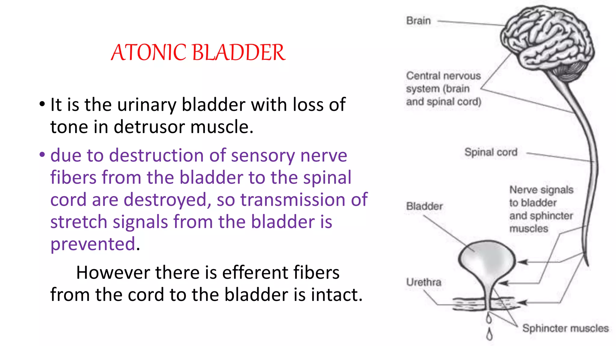 Micturition (The Guyton and Hall physiology) | PPTX