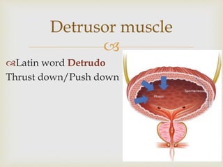 Physiology of Micturition- Cystometrogram.pptx