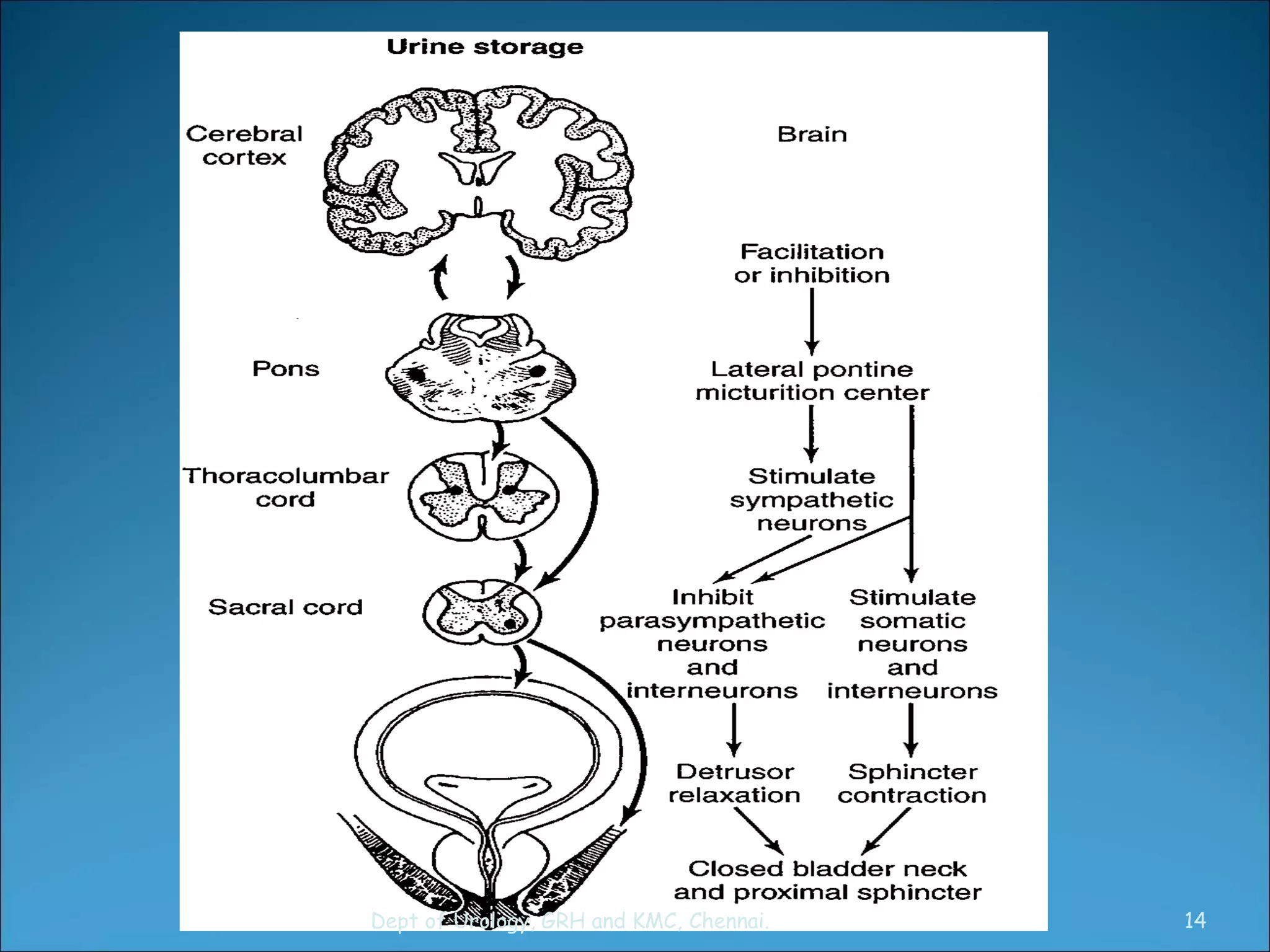 Physiology of Micturition | PDF
