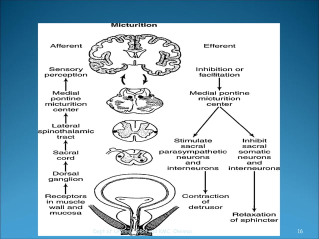 Physiology of Micturition | PDF | Brain and Nervous System Disorders | Diseases and Conditions