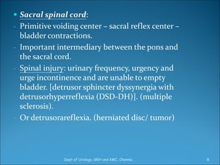 Physiology of Micturition | PDF