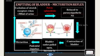 Micturition renal physiology | PDF