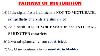 micturition and nursing implications.pptx