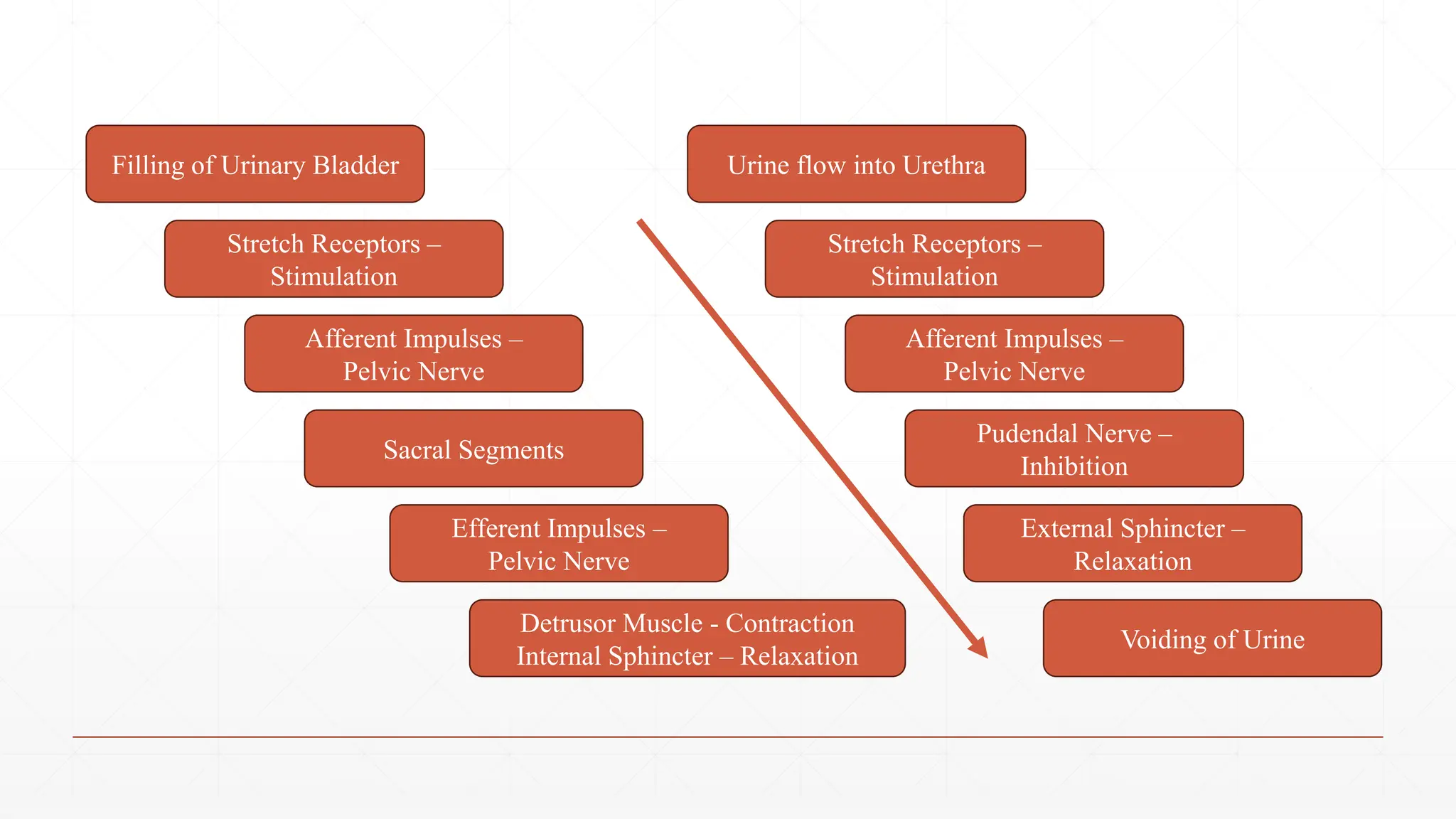 MICTURITION AND DEFECATION REFLEXES.pptx
