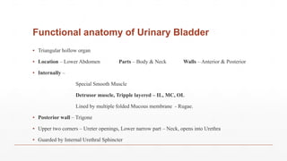 MICTURITION AND DEFECATION REFLEXES.pptx
