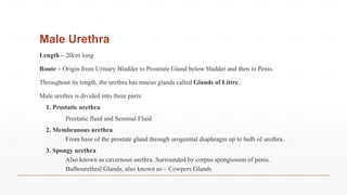 MICTURITION AND DEFECATION REFLEXES.pptx