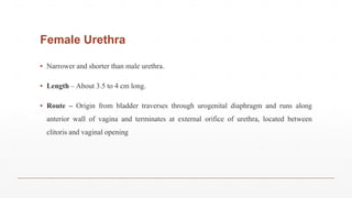 MICTURITION AND DEFECATION REFLEXES.pptx