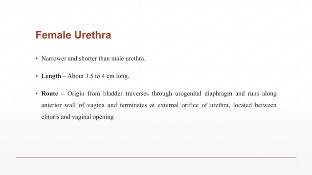 MICTURITION AND DEFECATION REFLEXES.pptx | Digestive Disorders ...