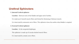 MICTURITION AND DEFECATION REFLEXES.pptx | Digestive Disorders ...