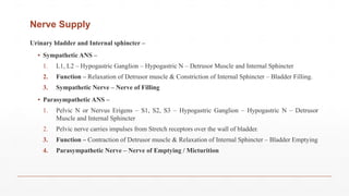 MICTURITION AND DEFECATION REFLEXES.pptx | Digestive Disorders ...