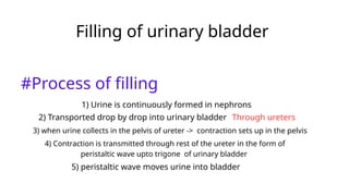 Micturition final.pptxFCVWSFSDGSSDSDVSVRSGS | PPTX