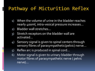 Micturition reflex | PPTX