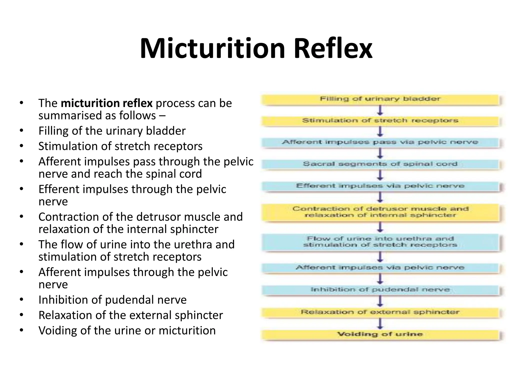 Micturition Reflex.ppt