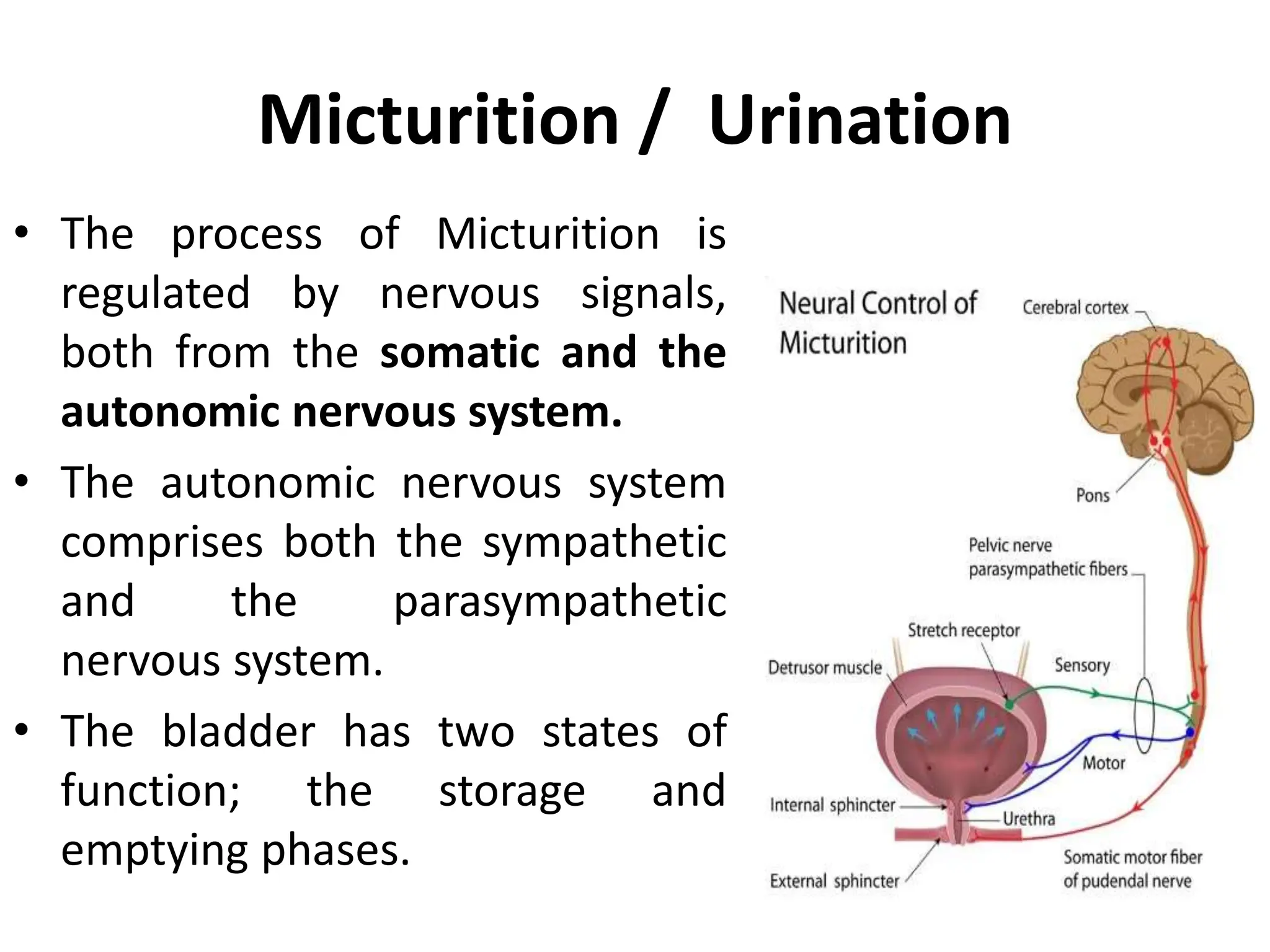 Micturition Reflex.ppt