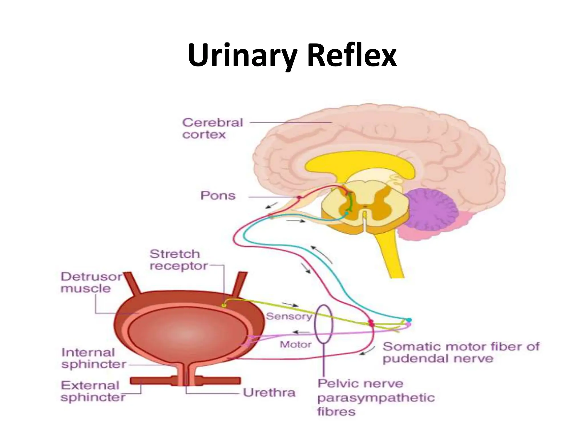 Micturition Reflex.ppt