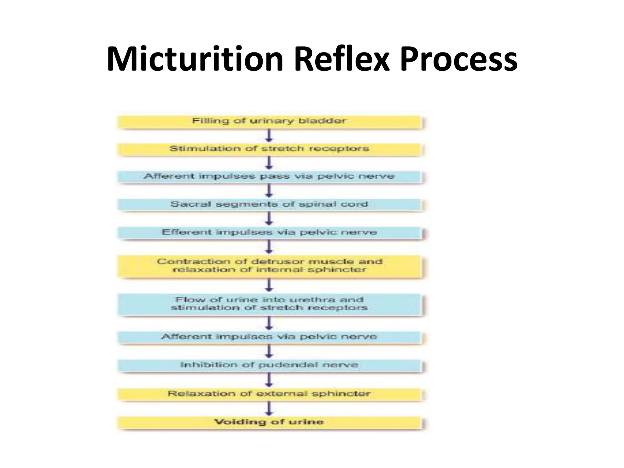 Micturition Reflex.ppt