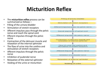 Micturition Reflex.ppt | Brain and Nervous System Disorders | Diseases and Conditions