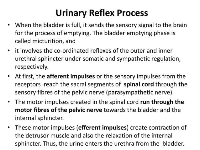 Micturition Reflex.ppt | Brain and Nervous System Disorders | Diseases ...