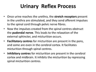Micturition Reflex.ppt