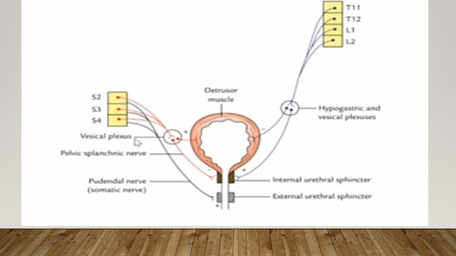 micturition Reflex.pptx kidney functions | PPTX