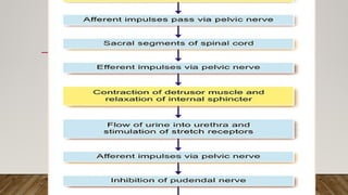 Micturition Reflex Pptx Kidney Functions Pptx