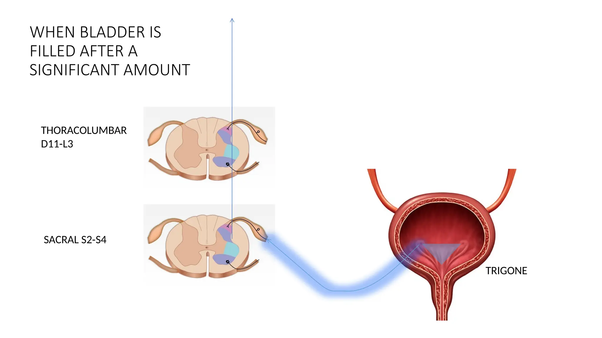 MICTURITION REFLEX -Pathophysiology Explained | PPTX