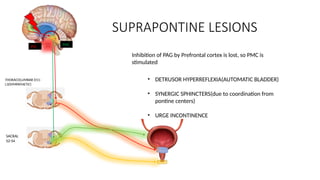MICTURITION REFLEX -Pathophysiology Explained | PPTX