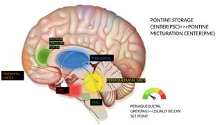 MICTURITION REFLEX -Pathophysiology Explained | PPTX