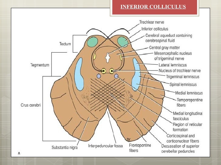 Mid brain by DR.TATHEER