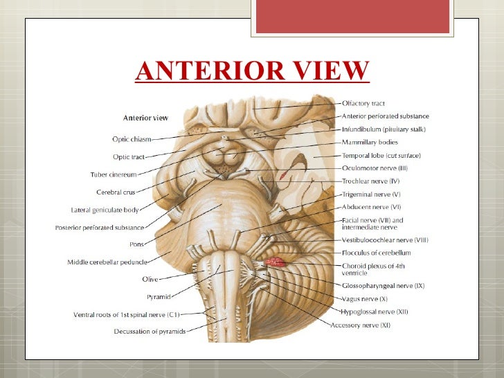 Mid brain by DR.TATHEER