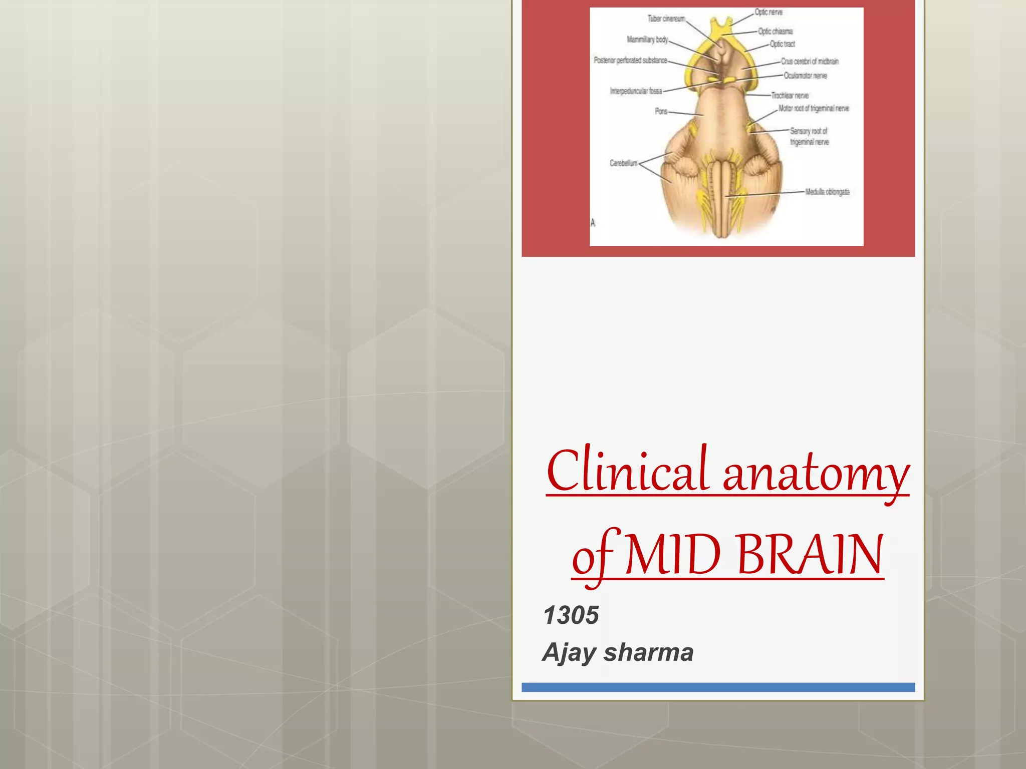 clinical anatomy of mid brain | PPT