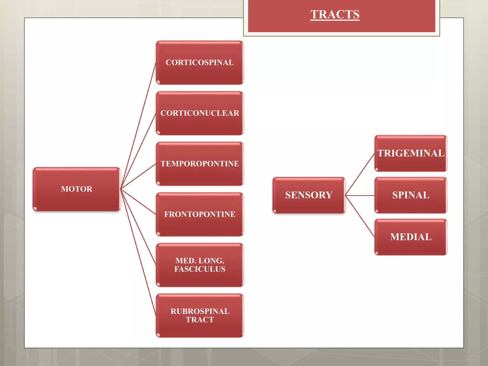 clinical anatomy of mid brain | PPTX