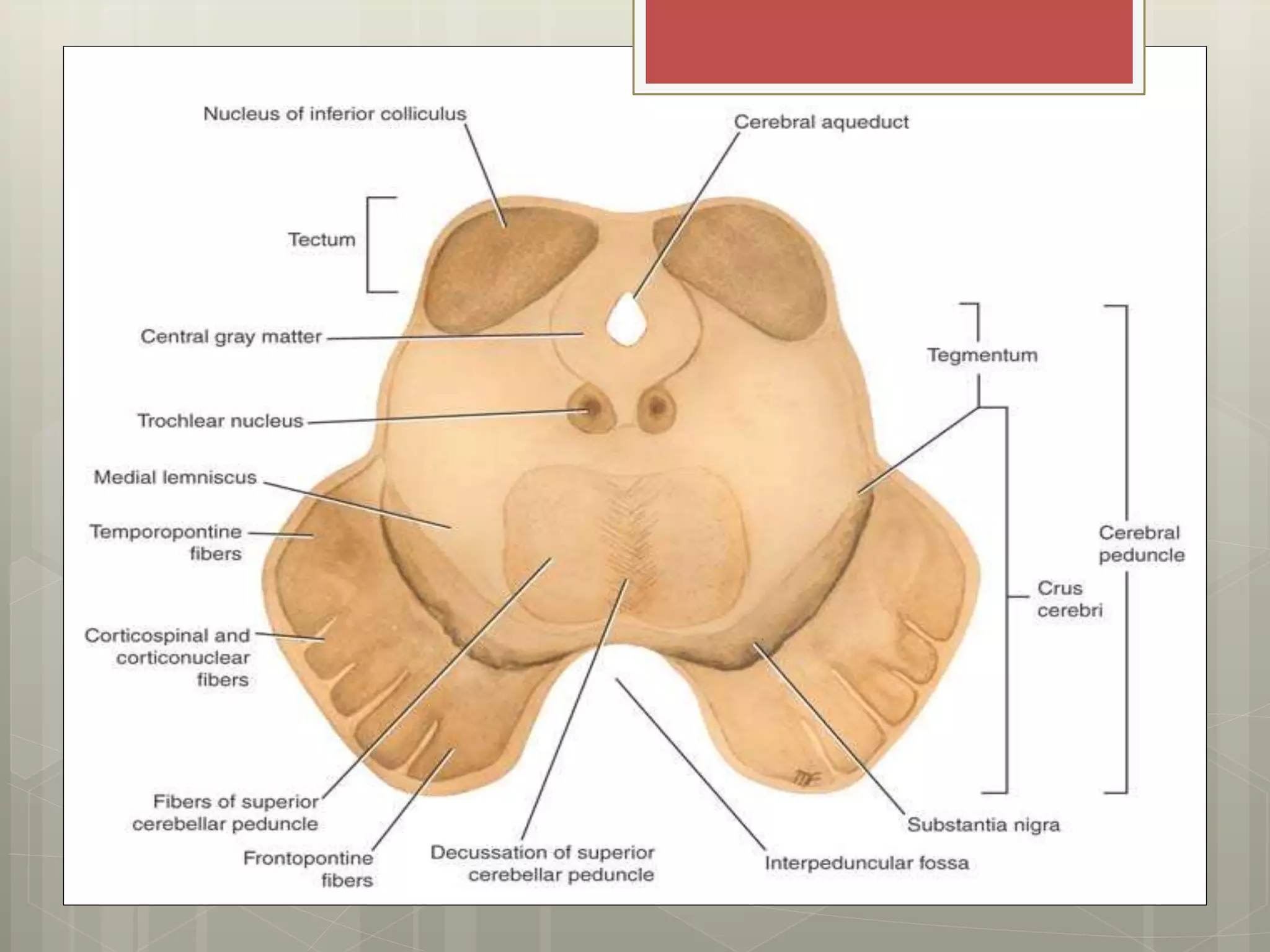 clinical anatomy of mid brain | PPTX
