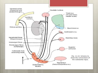 clinical anatomy of mid brain | PPT
