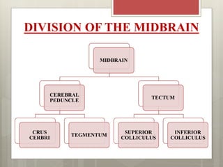clinical anatomy of mid brain | PPT