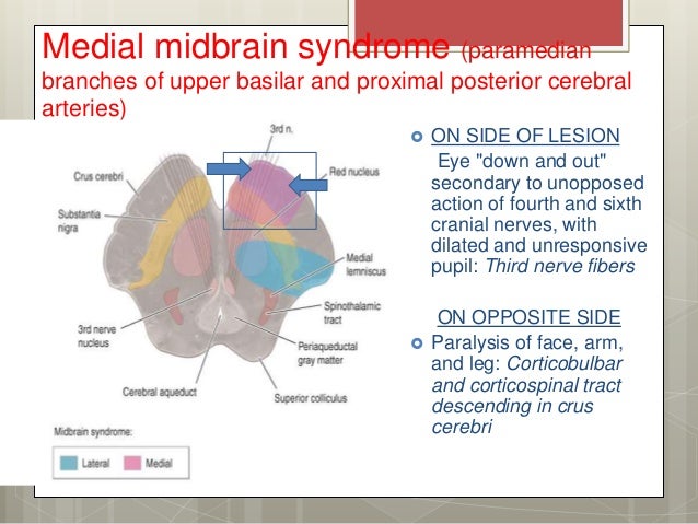 clinical anatomy of mid brain