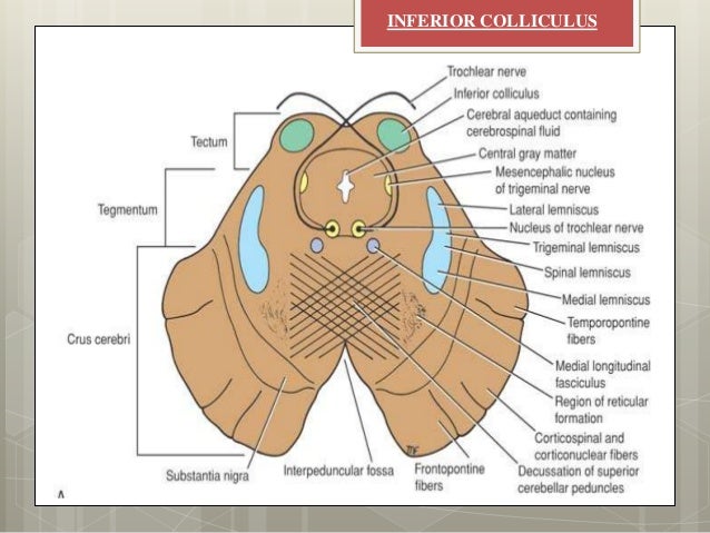 clinical anatomy of mid brain