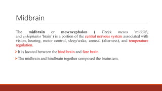 Midbrain | PPTX