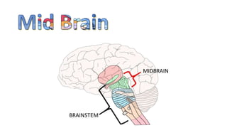 Mid brain | PPTX