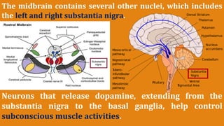 Mid brain | PPTX