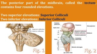 Superior And Inferior Colliculi