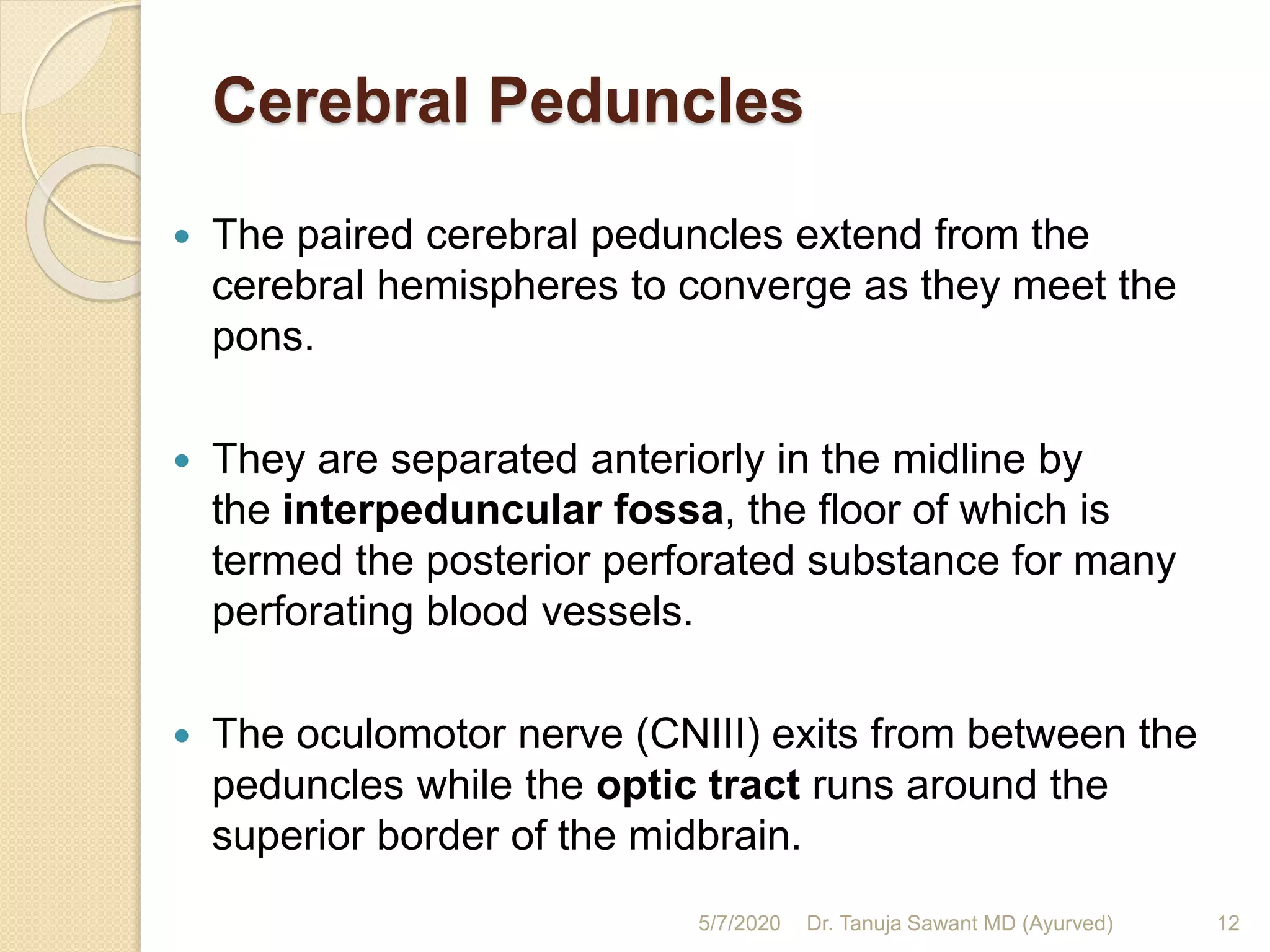 Midbrain | PPTX