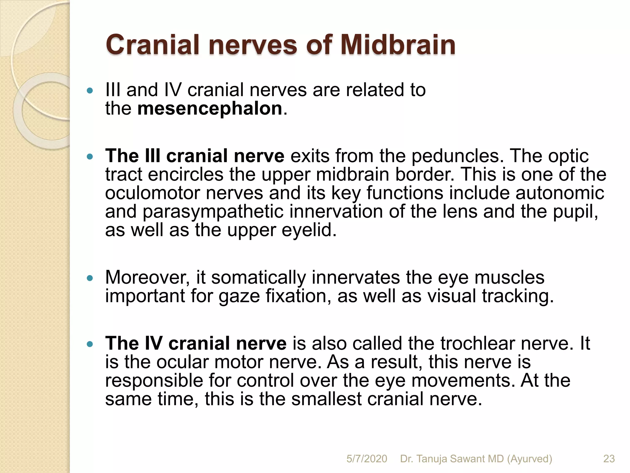 Midbrain | PPTX