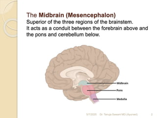 Midbrain | PPTX