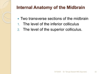 Midbrain | PPTX