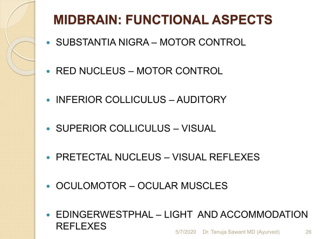 Midbrain | PPTX | Brain and Nervous System Disorders | Diseases and ...